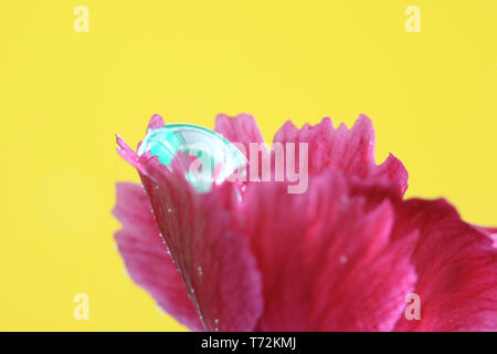 Close-up of the air carnation plant, Tillandsia aeranthos, in a rustic ...