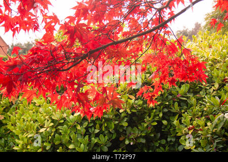 Acer palmatum 'Red Baron' Japanese Maple Tree, in English garden on a ...