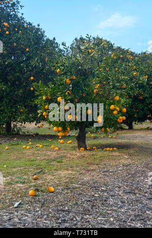 Orange trees full of oranges Stock Photo - Alamy