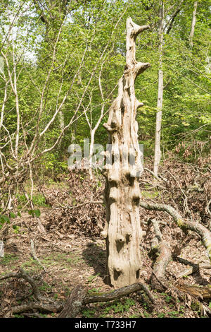 A dead and decaying tree trunk Stock Photo - Alamy