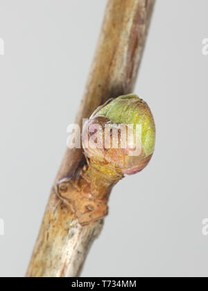 Bud affected by Blackcurrant gall mite or big bud mite, Cecidophyopsis ...