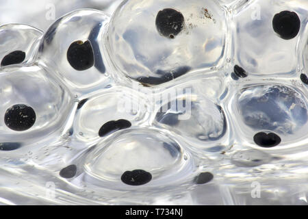 Mitosis or cell division of frog spawn Stock Photo - Alamy