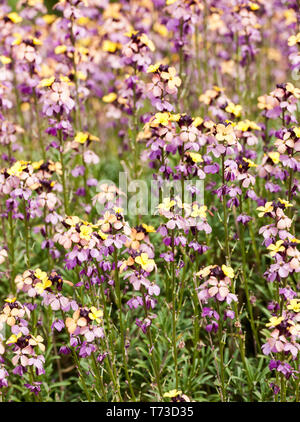 erysimum multicoloured flowers Stock Photo - Alamy