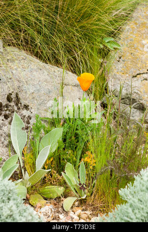 California poppies and moss Stock Photo - Alamy