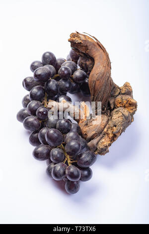 Piece of old grapevine and bunch of black grapes on white background ...