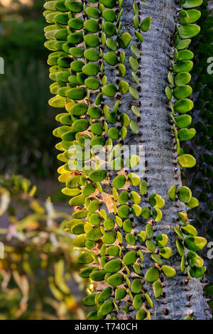 Spiny desert tree trunk, south Madagascar Stock Photo - Alamy
