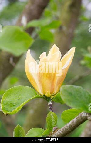 Magnolia 'Judy Zuk' flowers Stock Photo - Alamy