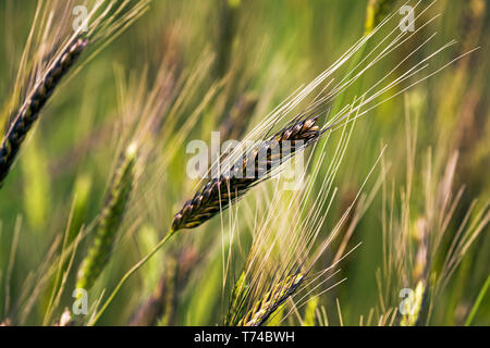 Wild wheat (Triticum boeoticum Stock Photo - Alamy