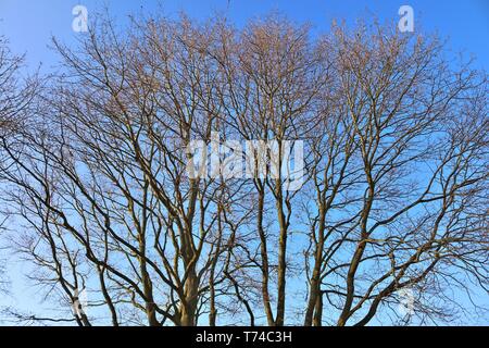 Beautiful tree crowns with leaves and fine branches in front of a blue ...