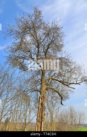 Beautiful tree crowns with leaves and fine branches in front of a blue ...