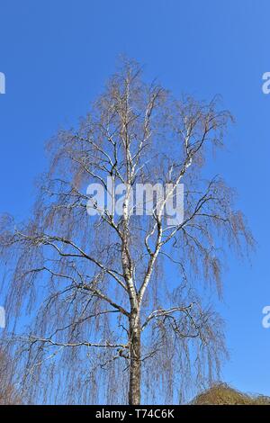 Beautiful tree crowns with leaves and fine branches in front of a blue ...