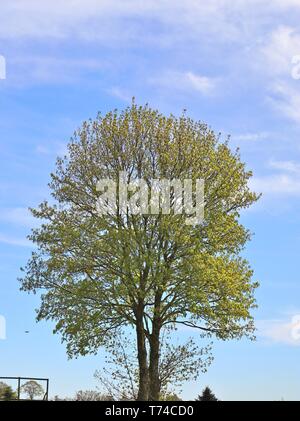 Beautiful tree crowns with leaves and fine branches in front of a blue ...