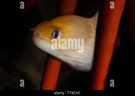 The dwarf moray eel, Gymnothorax melatremus, is less than 12 inches ...