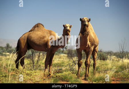 wild Camels in the australian outback Stock Photo - Alamy
