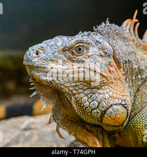 Iguanas on an Iguana farm, French Harbour; Roatan, Bay Islands ...