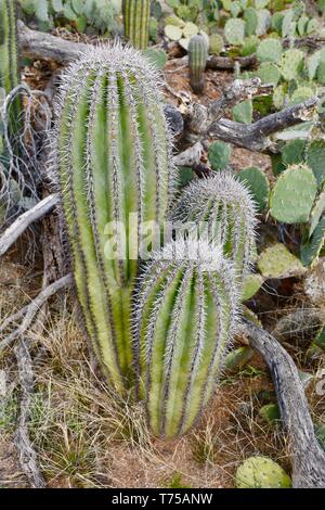 Saguaro Cactus seen in southern Arizona Stock Photo - Alamy