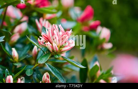 Azalea japonica Pink Spider Stock Photo - Alamy