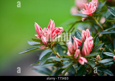 Azalea japonica Pink Spider Stock Photo - Alamy