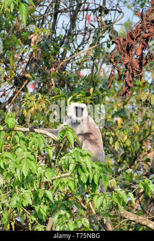 Tarai gray langur, Tarai-Hanuman-Langur, Semnopithecus hector, Chitwan ...