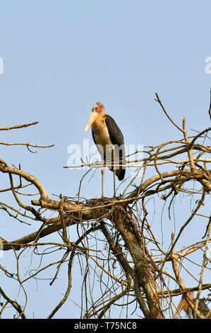 lesser adjutant, Sunda-Marabu, Marabout chevelu, Leptoptilos javanicus ...