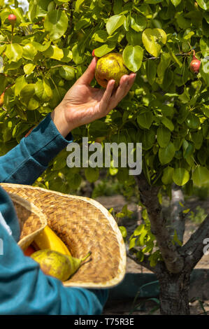 Woman farmer banana field hat traditional rural smiling boot harvest ...