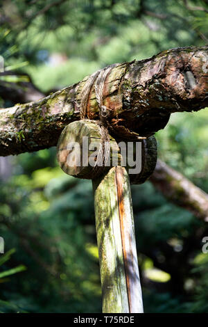 tree branch supports Japan Stock Photo - Alamy