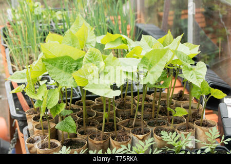 Sowing Runner bean Seed in peat pots in the greenhouse Norfolk UK Stock ...
