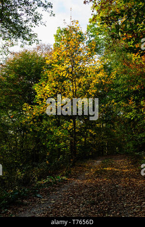Colourfull maple tree Stock Photo - Alamy