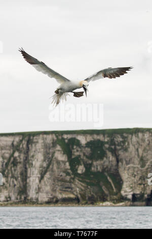 Adult Northern Gannet about to dive into the sea, Cornwall, England, UK ...