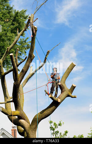 Arborist climbing and dismantling elm tree with chainsaw and rigging ...