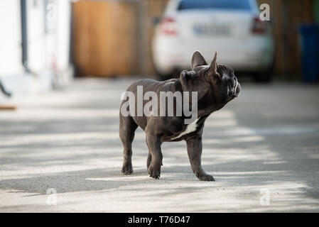 French bulldog puppy at the fence Stock Photo - Alamy