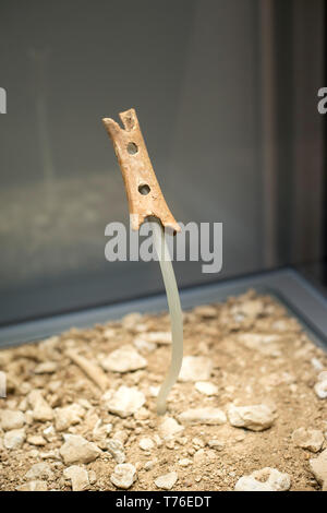 neanderthal flute that was excavated in Slovenia is the oldest known ...