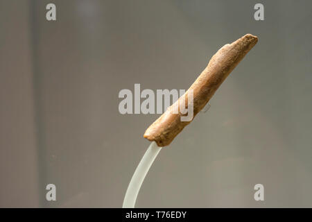 neanderthal flute that was excavated in Slovenia is the oldest known ...