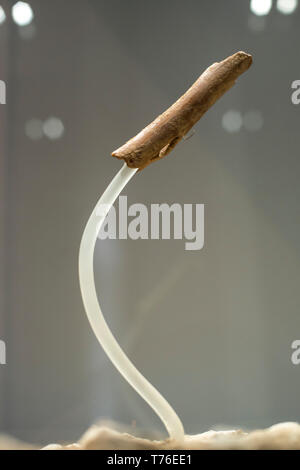 neanderthal flute that was excavated in Slovenia is the oldest known ...