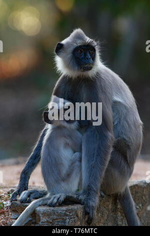 Tufted Grey Langur, (Semnopithecus priam), adult male foraging, Yala ...