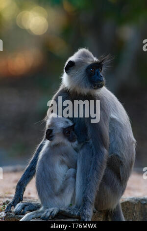 Tufted Grey Langur (Semnopithecus priam priam Stock Photo - Alamy