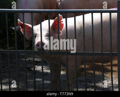Crystal clear domestic pigs looking over iron fences after skin washing ...