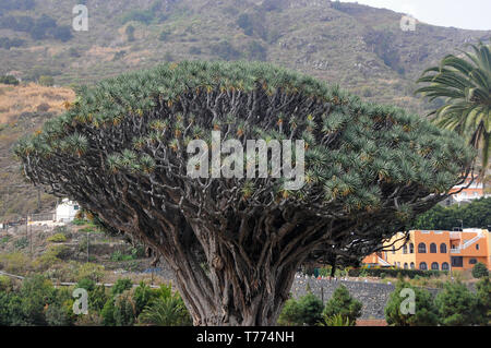 Dracaena draco, the Canary Islands dragon tree or drago Stock Photo - Alamy