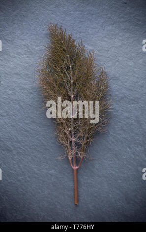 Sprigs of bronze fennel, Foeniculum vulgare purpureum, from a plant ...