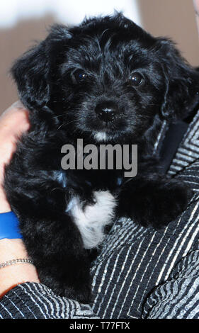 Beverly Hills, CA. 4th May, 2022. Maggie Q at arrivals for 5th Annual ...