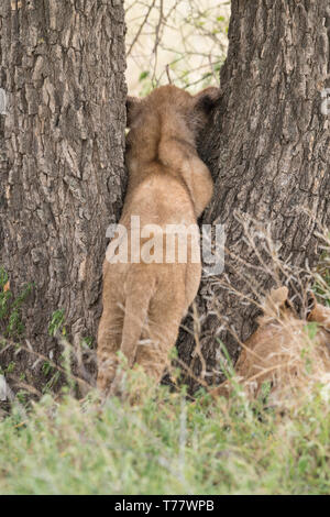 Lion cub playing in tree, Tanzania Stock Photo - Alamy