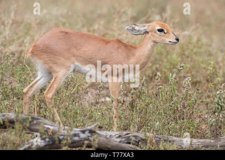 Oribi (Ourebia ourebi), Oribi, Oribis, Gazelles, Ungulates, Even-toed ...