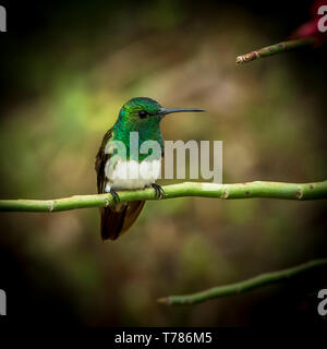 Snowy-bellied Hummingbird (Amazilia edward) adult perched on twig ...