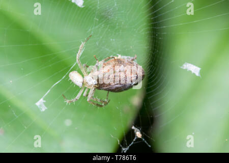 Macro spiders are laying eggs Stock Photo - Alamy