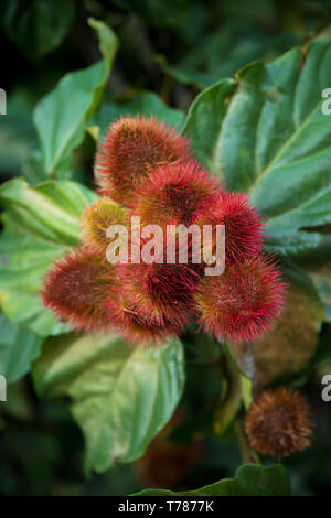 Pejibaye Palm tree Stock Photo - Alamy