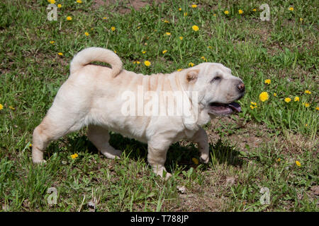 Shar Pei - standing on meadow Stock Photo - Alamy