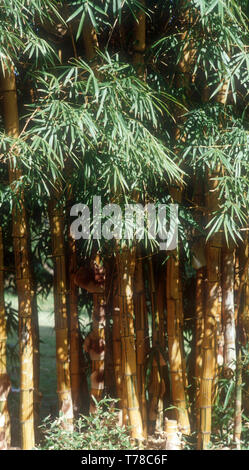 Bambusa vulgaris, common bamboo growing in vietnam Stock Photo - Alamy