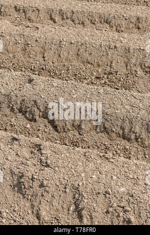 Ridge and furrow patterns in ploughed field of tilled soil - for potato ...
