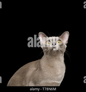 Portrait of Gray Cat Stare up on Isolated Black Background Stock Photo ...