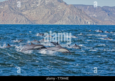 Common Dolphin (Delphinus delphis) superpod approaching the boat for ...
